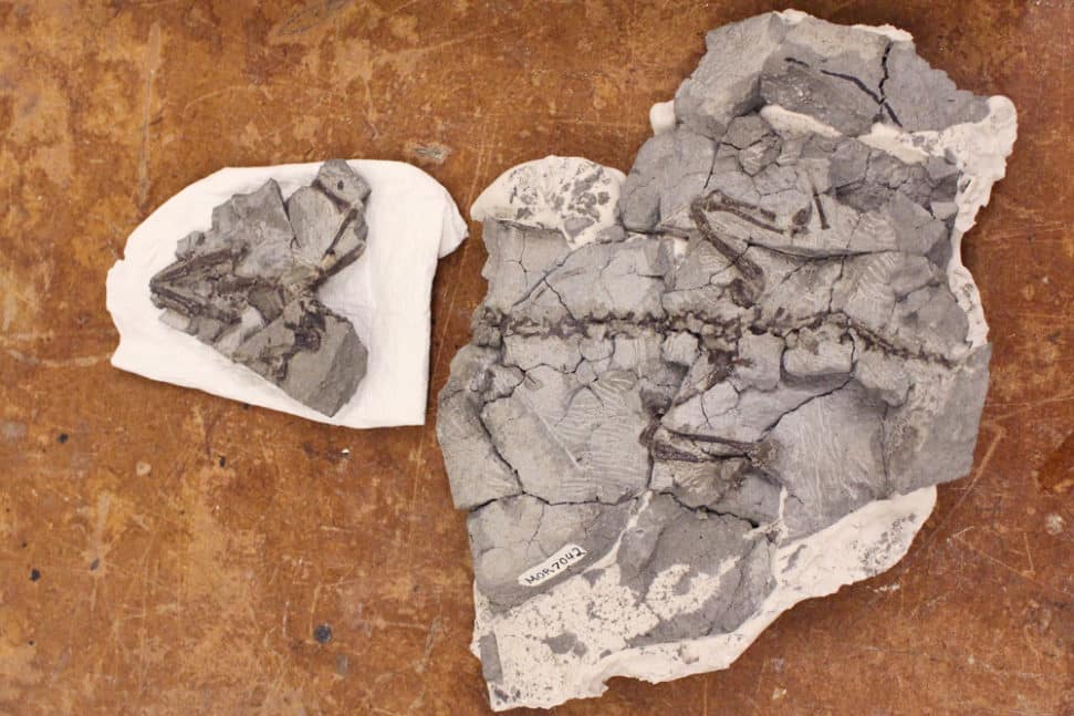 Two amazing fossil skeletons belong to new lizard - Futurity