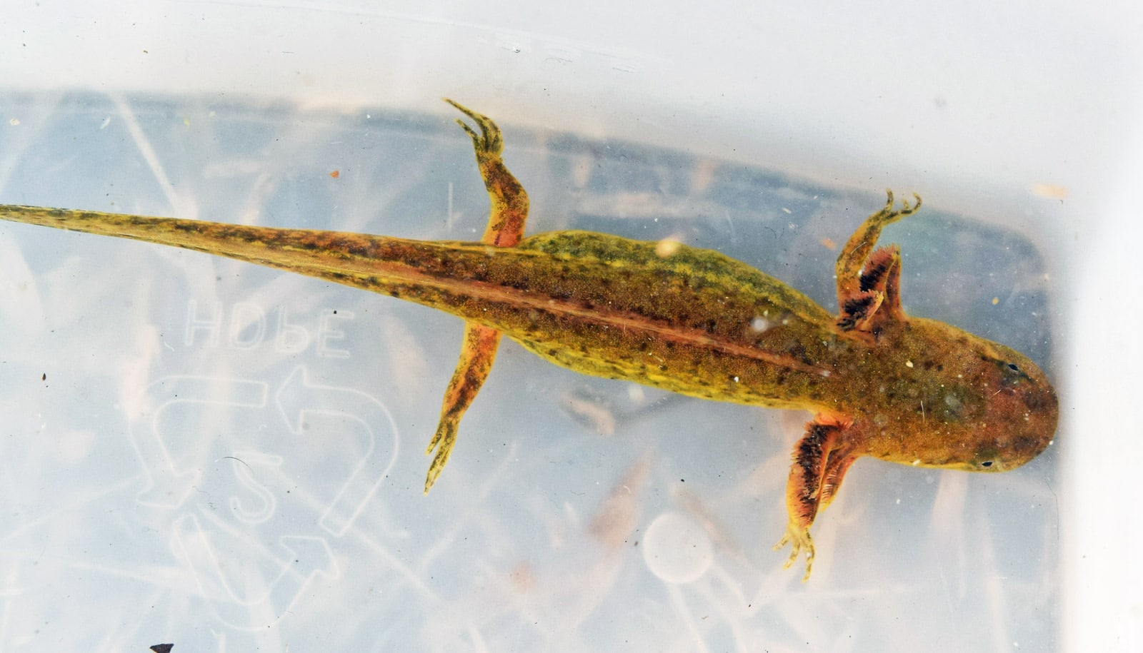 Young predators can have bigger impact in the pond - Futurity