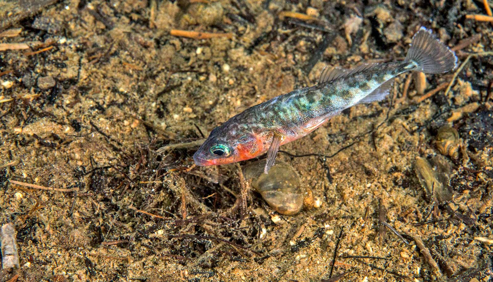 Climate change is messing with how these fish breed - Futurity