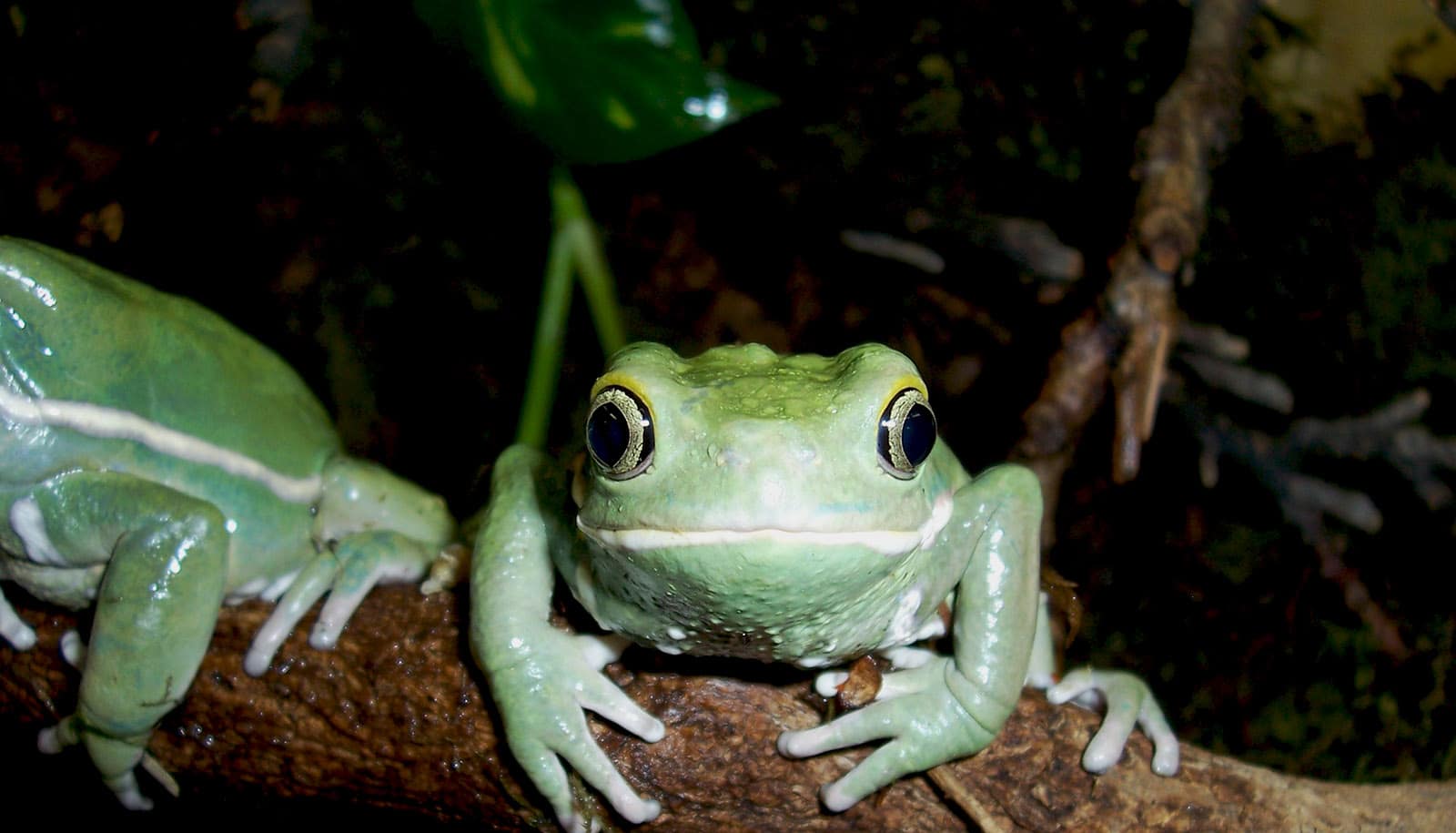 See in slow-mo: Frog snags cricket with 'bungee cord' tongue - Futurity