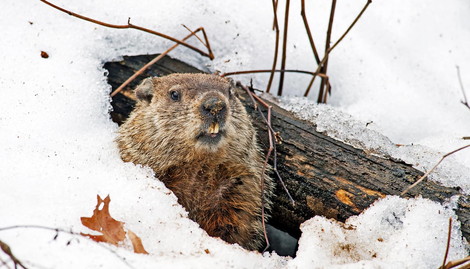 Why Punxsutawney Phil lives in a burrow - Futurity