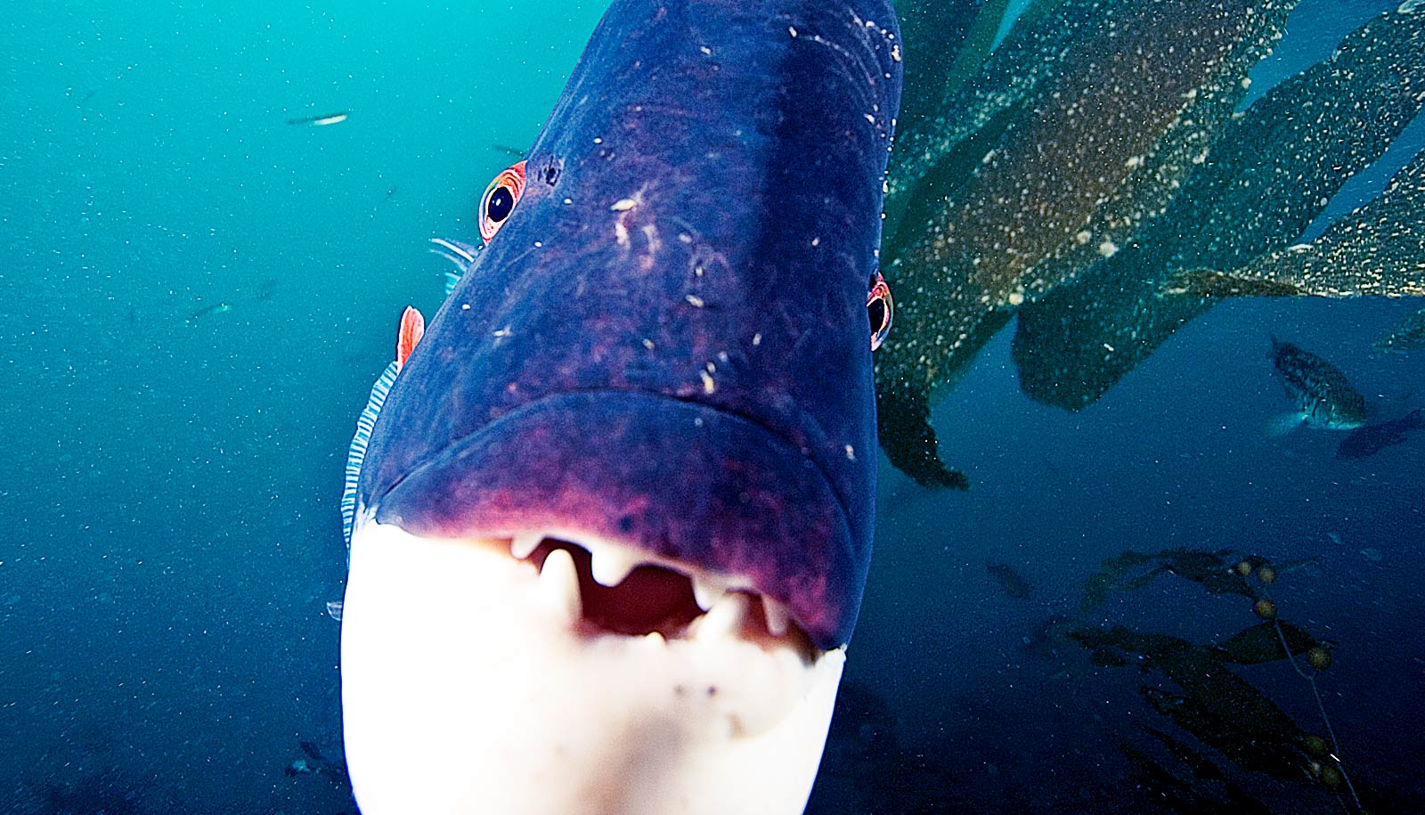 These big predators keep urchins under control - Futurity