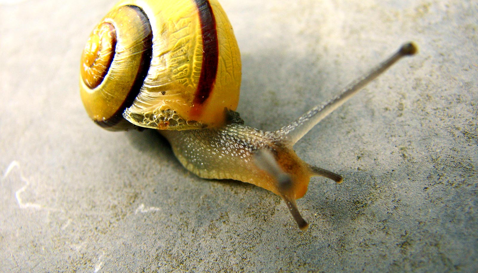 See the fossil of a spiny slug with a tiny helmet - Futurity