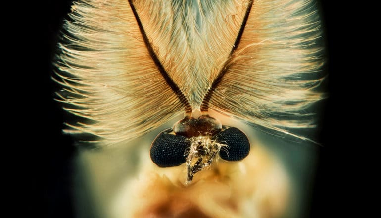 mosquito_face_1600 - Futurity