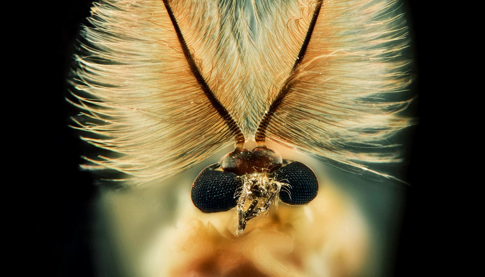 Mosquito 'nose' contains sensors for finding us - Futurity