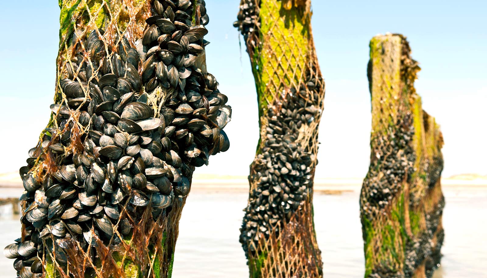 Mussels inspire glue that sticks despite water - Futurity