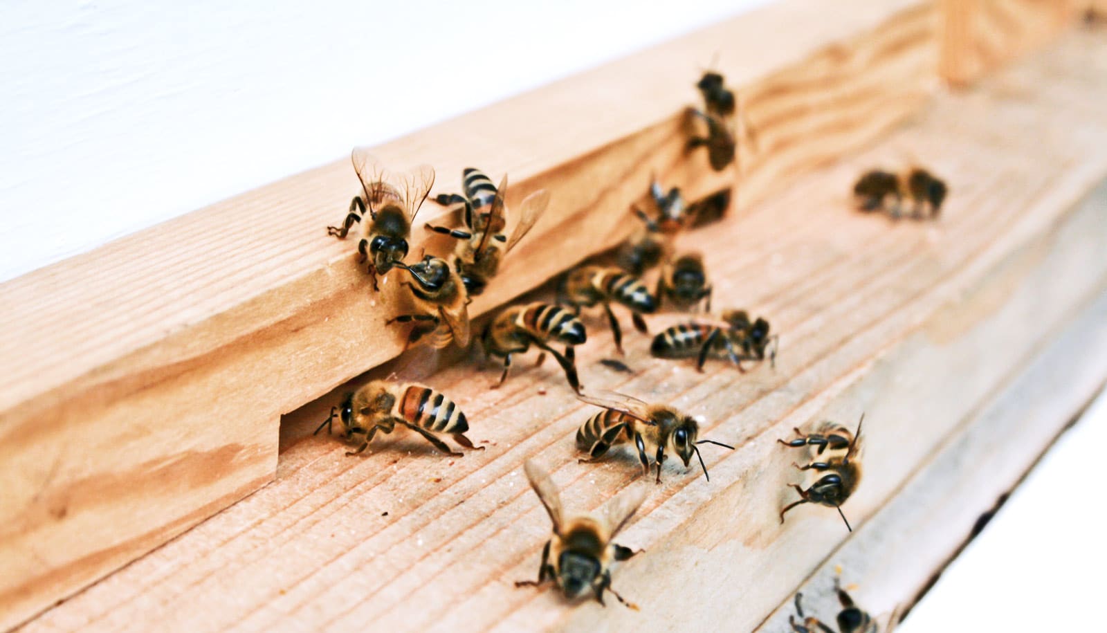 Neonic pesticides can harm bees for generations - Futurity