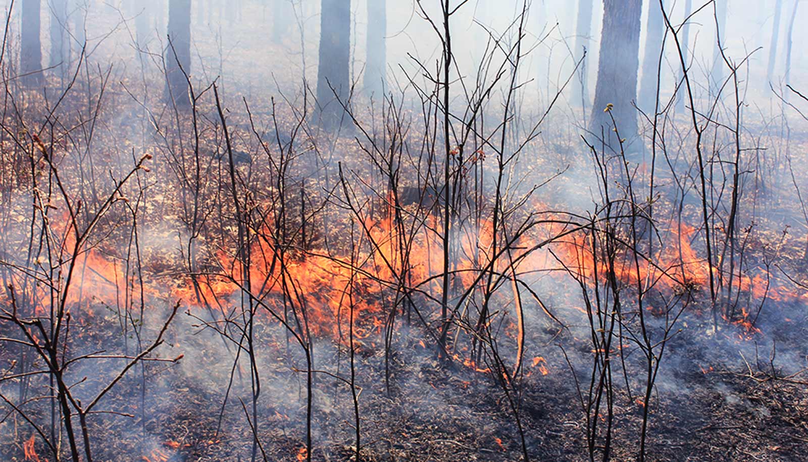 How controlled fires shape forests over time - Futurity