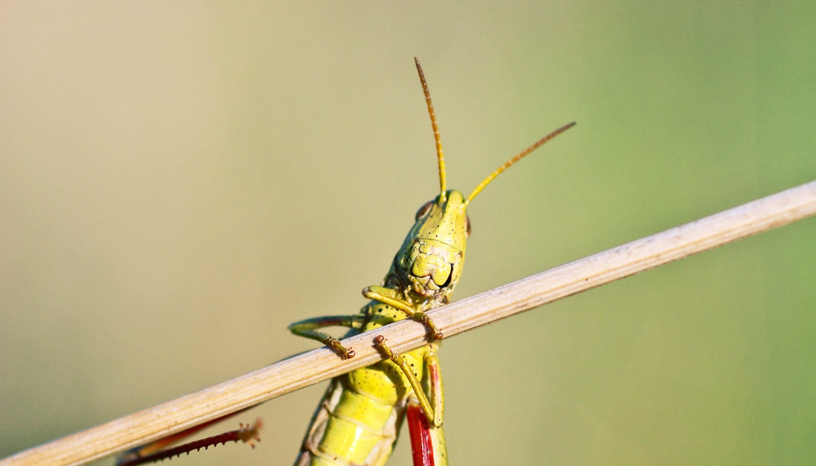 Locust brains suggest new way to deliver drugs - Futurity