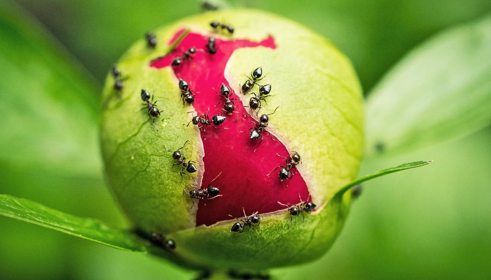 DNA gives ants a bunch of surprising cousins - Futurity