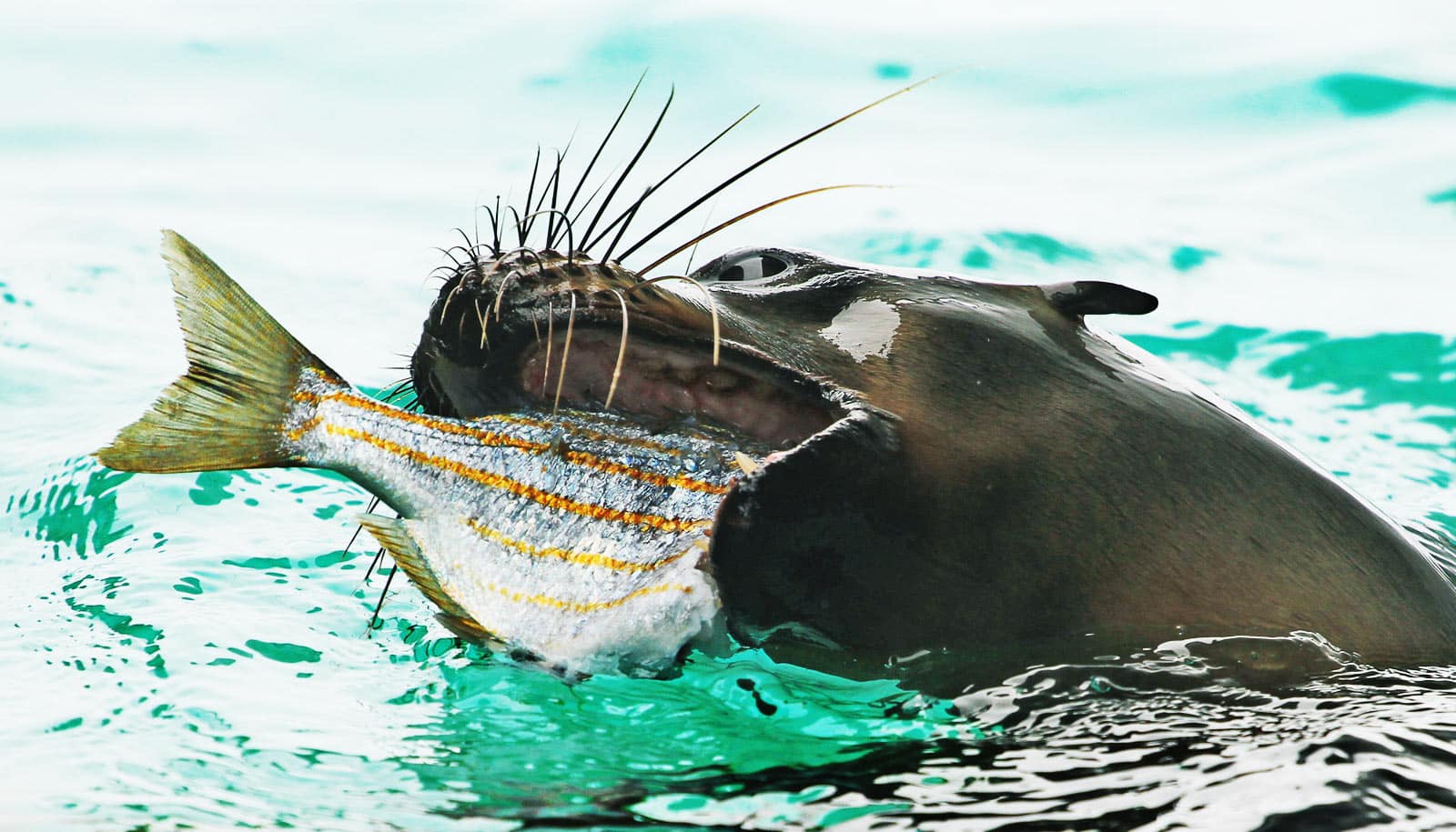 Why predators and prey should recover together - Futurity