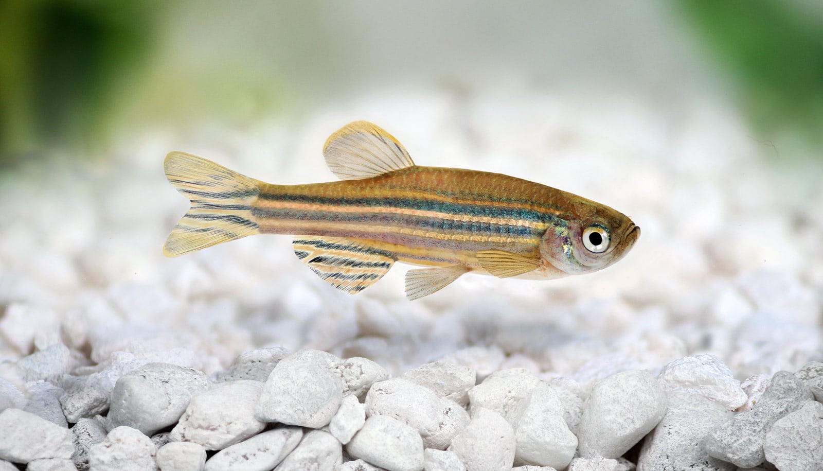 See-through fish are a boon to breast cancer research - Futurity