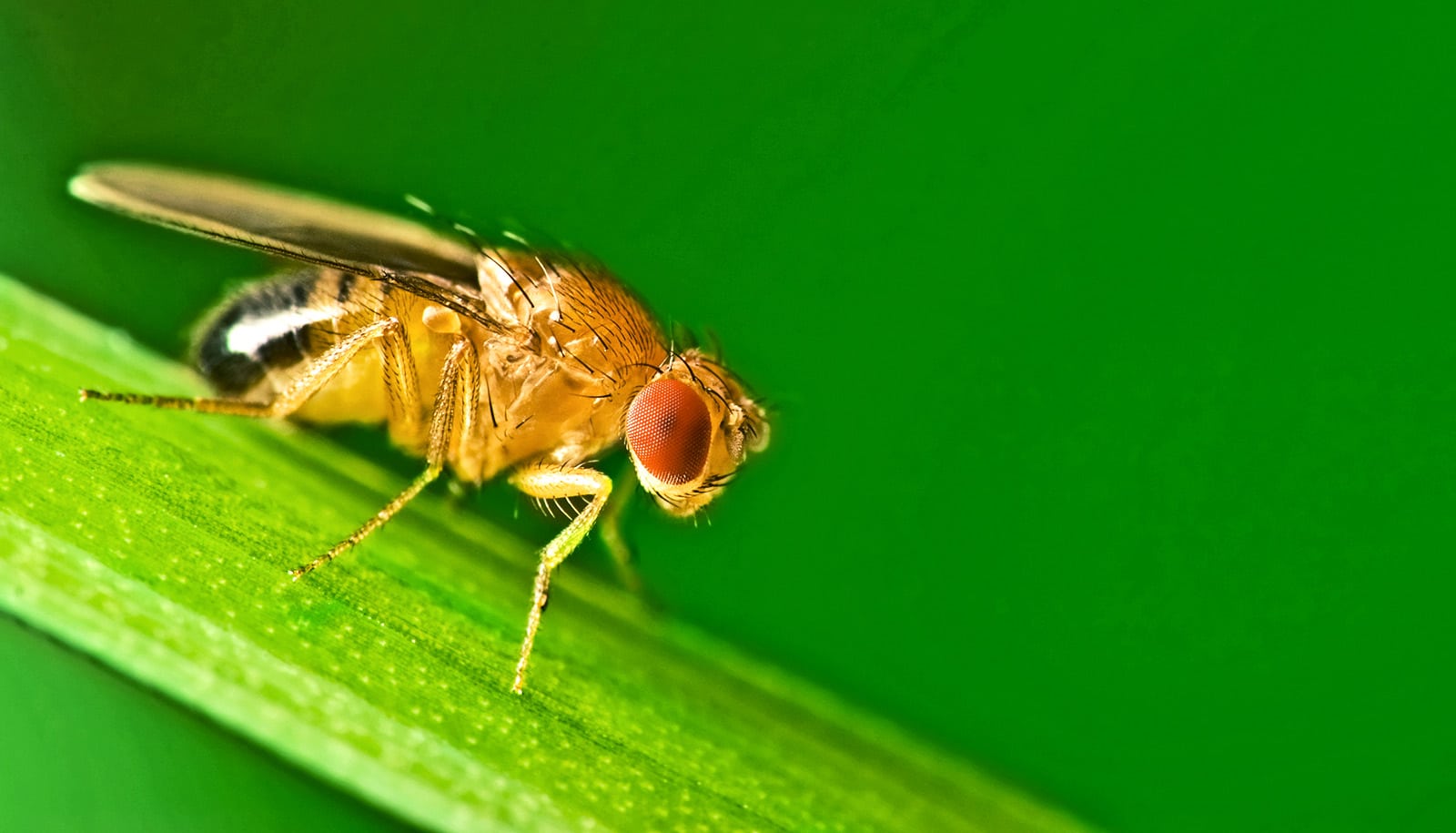 Light sensor in fly eye offers clues to circadian rhythm - Futurity