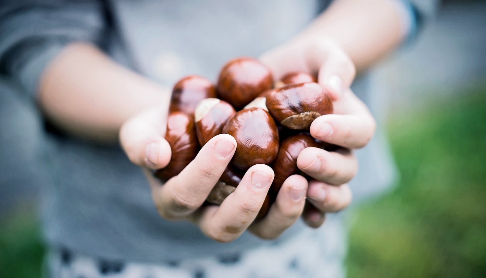 Saving the American chestnut is 'just a matter of time' - Futurity