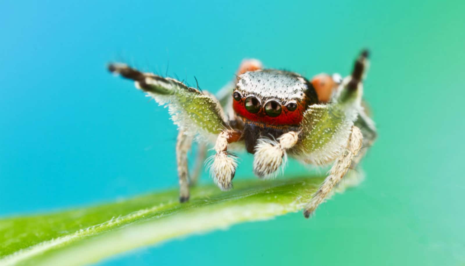 If This Spider Dances For The Wrong Mate She Might Eat Him Futurity