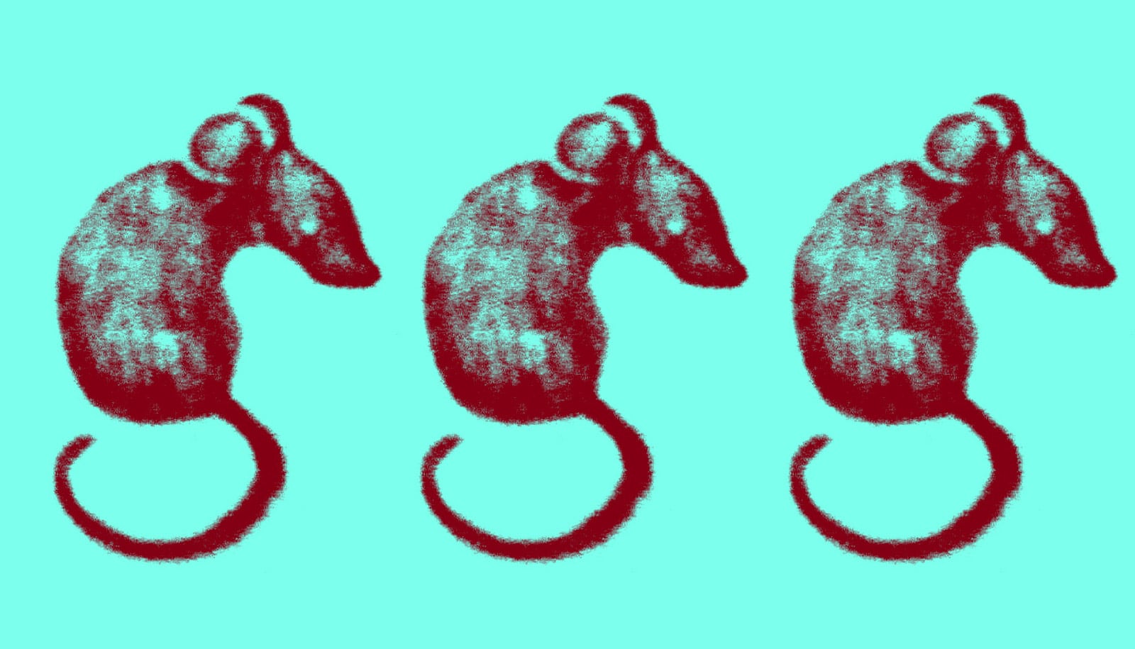 Laser and sound offer hi-res peek into live animal - Futurity