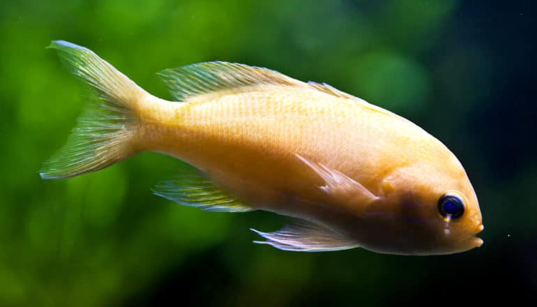 orange-fish-fins_1600 - Futurity