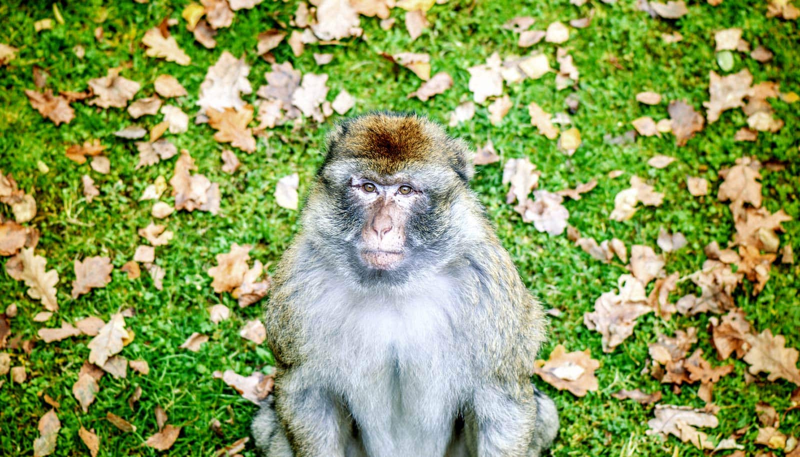 Gene editing in monkeys, not mice, could improve research - Futurity