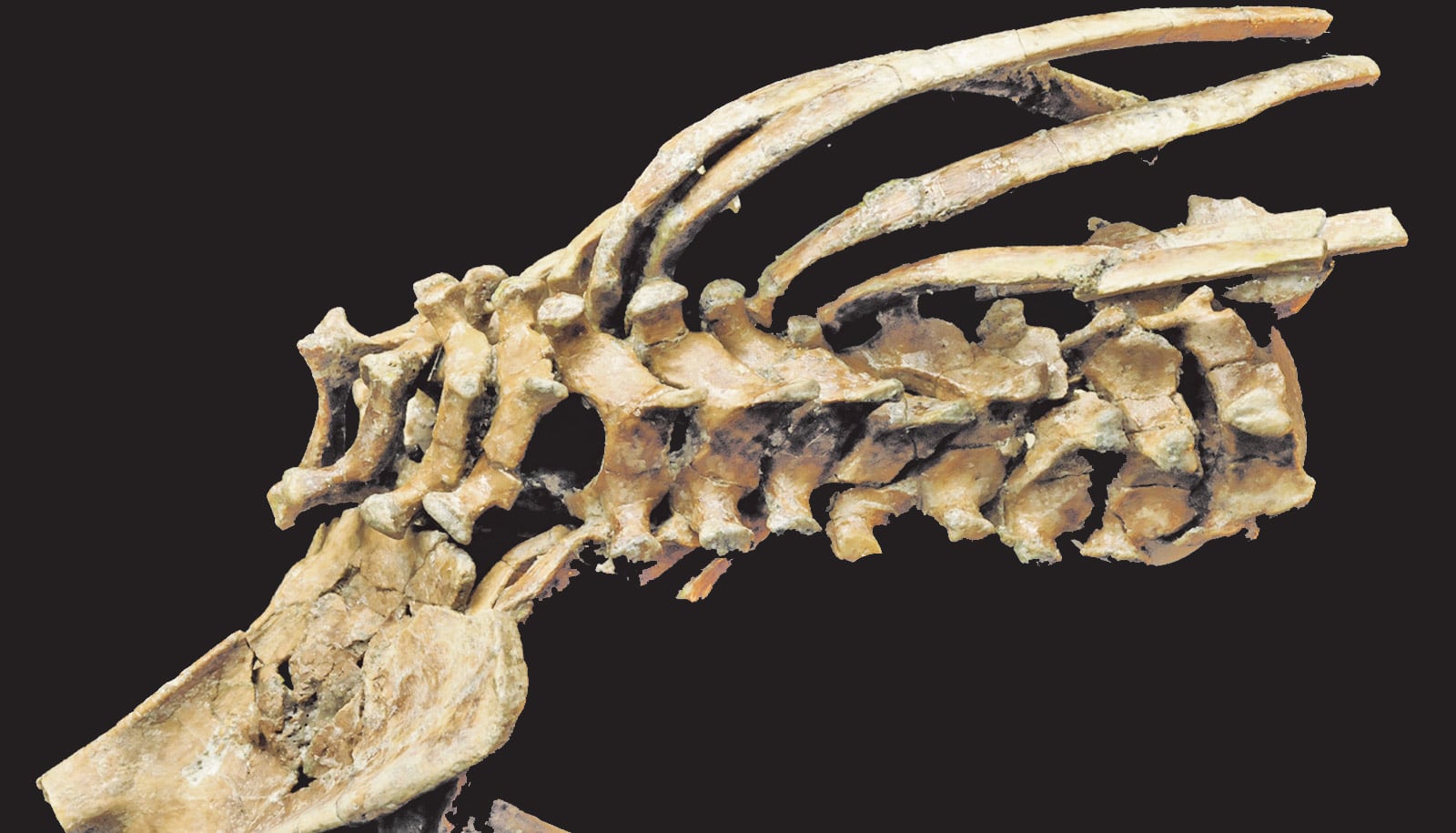 3.3 million-year-old fossil shows age of our spines - Futurity