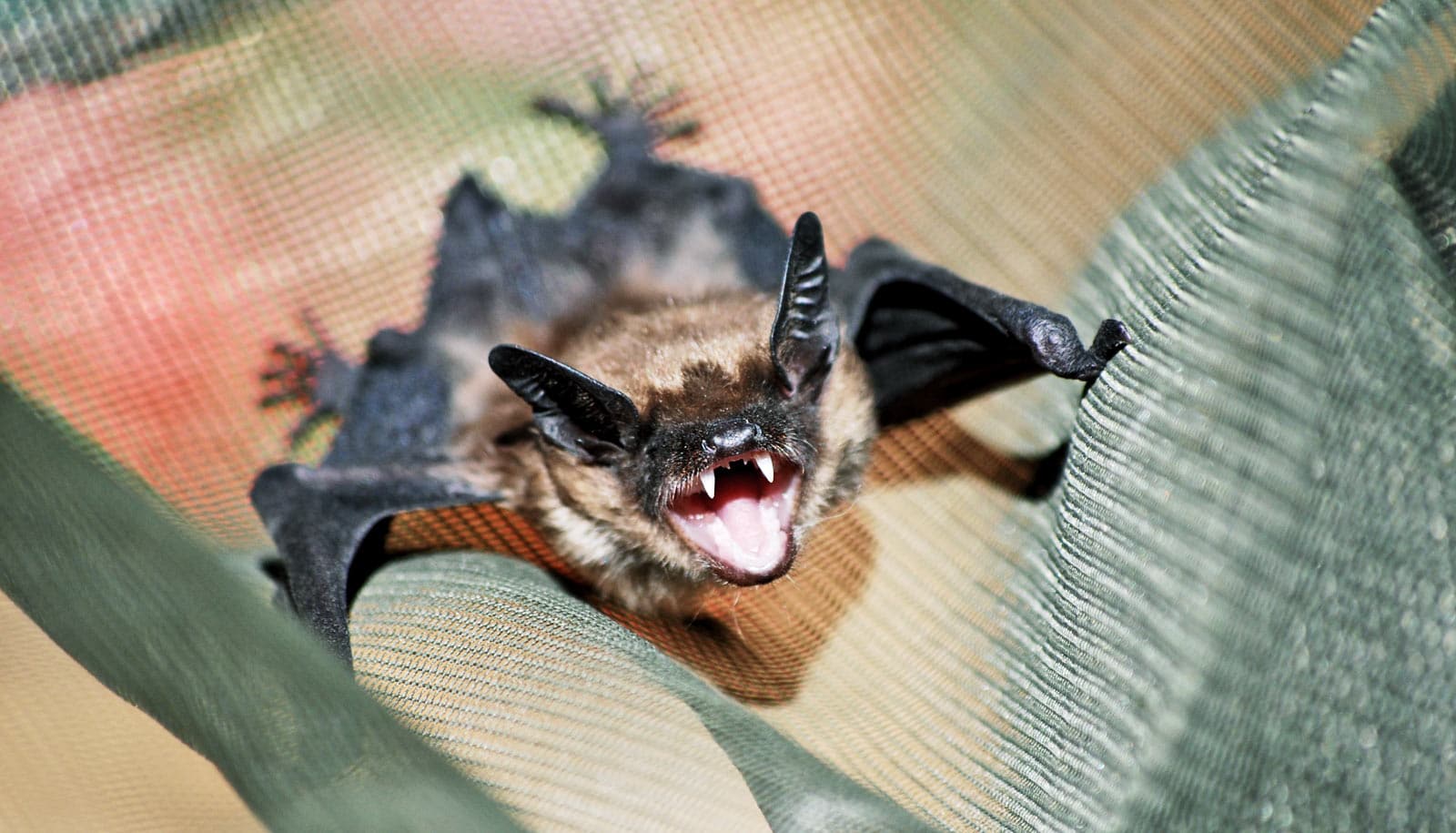 Bats can raise their voice in just 30 milliseconds - Futurity