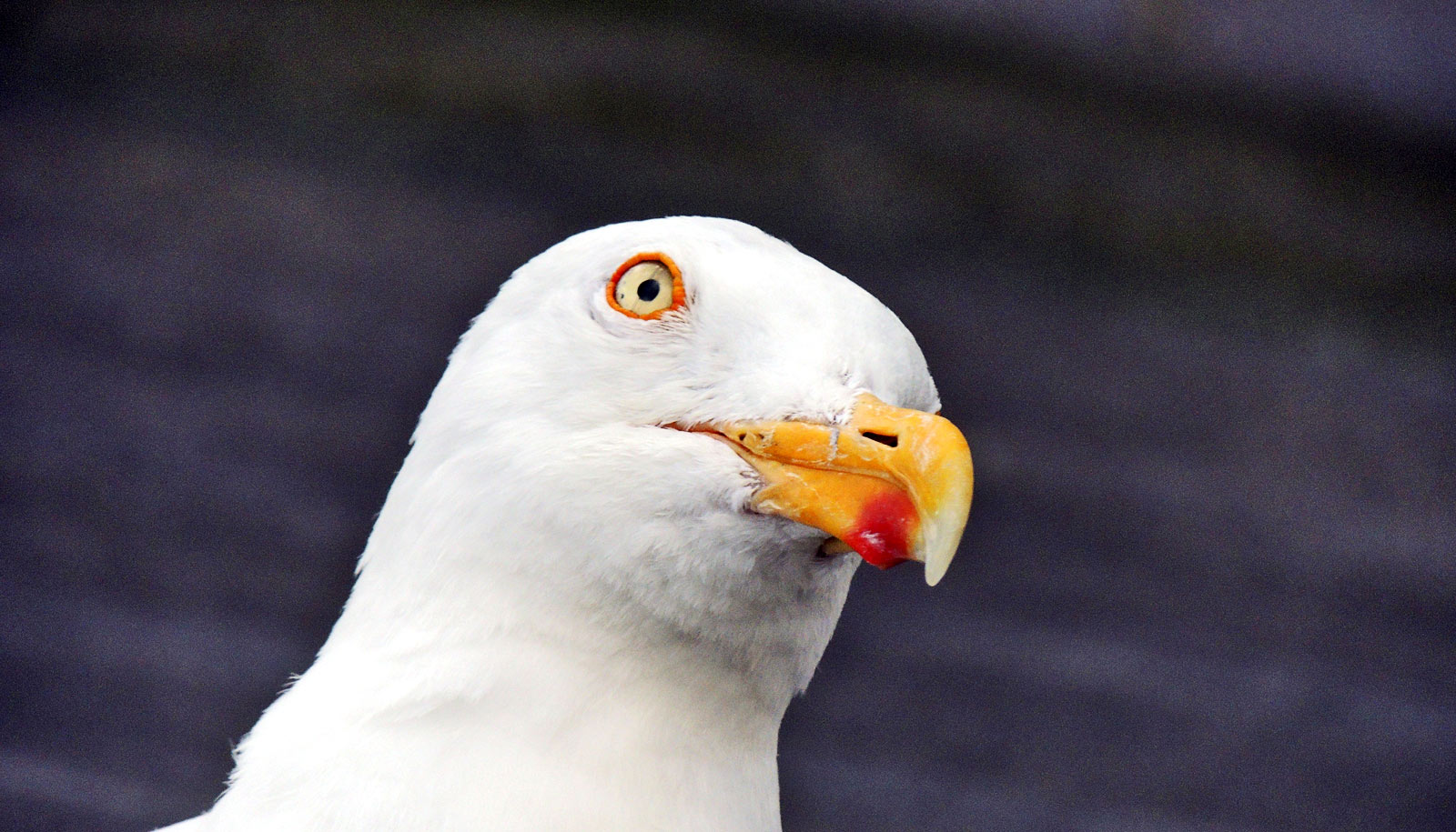 Tons of gull poop mess up nearby water - Futurity