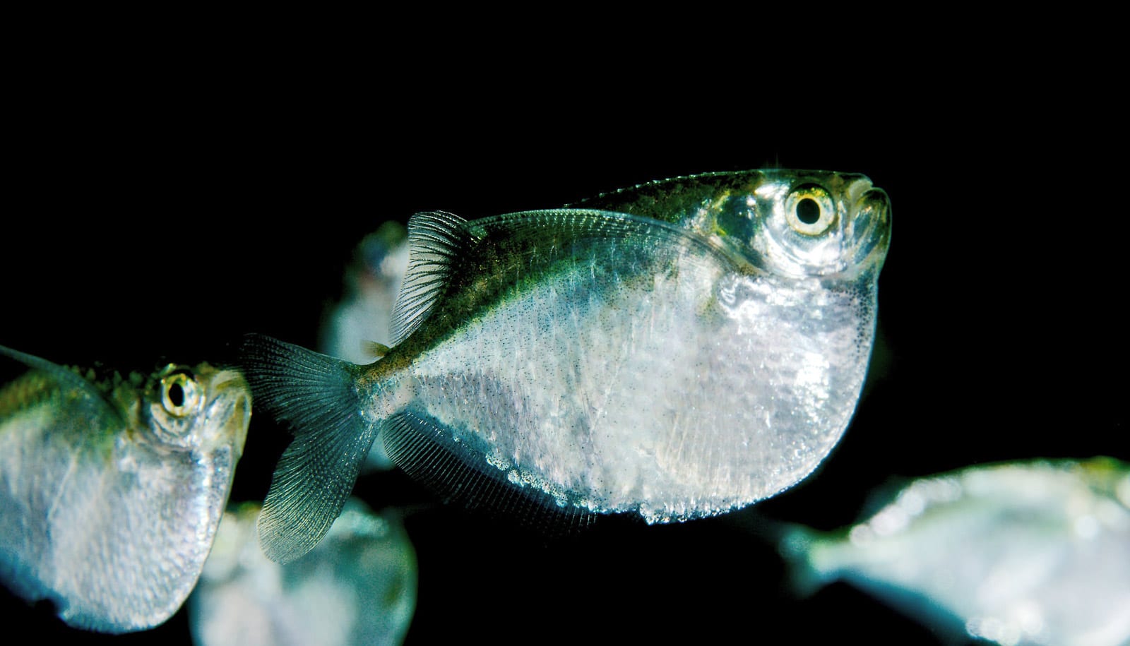 How 'weirdo' hatchetfish hide in light - Futurity