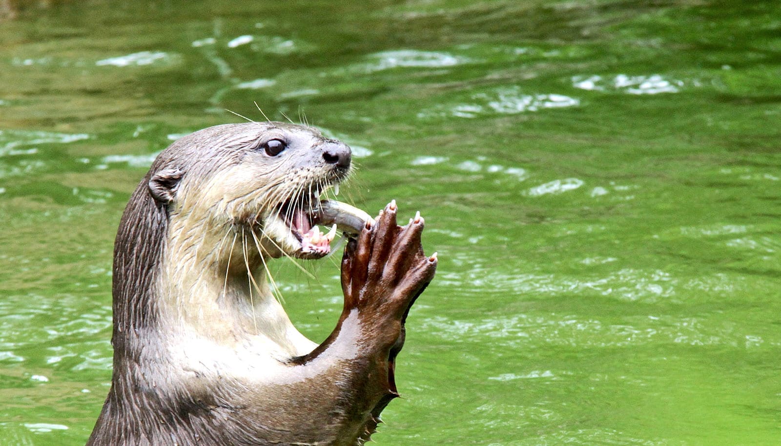 Sea Otter Teeth