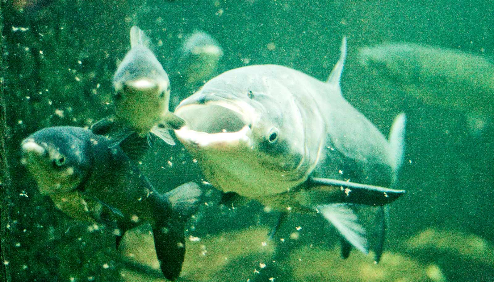 Environmental DNA sniffs out sharks - Futurity