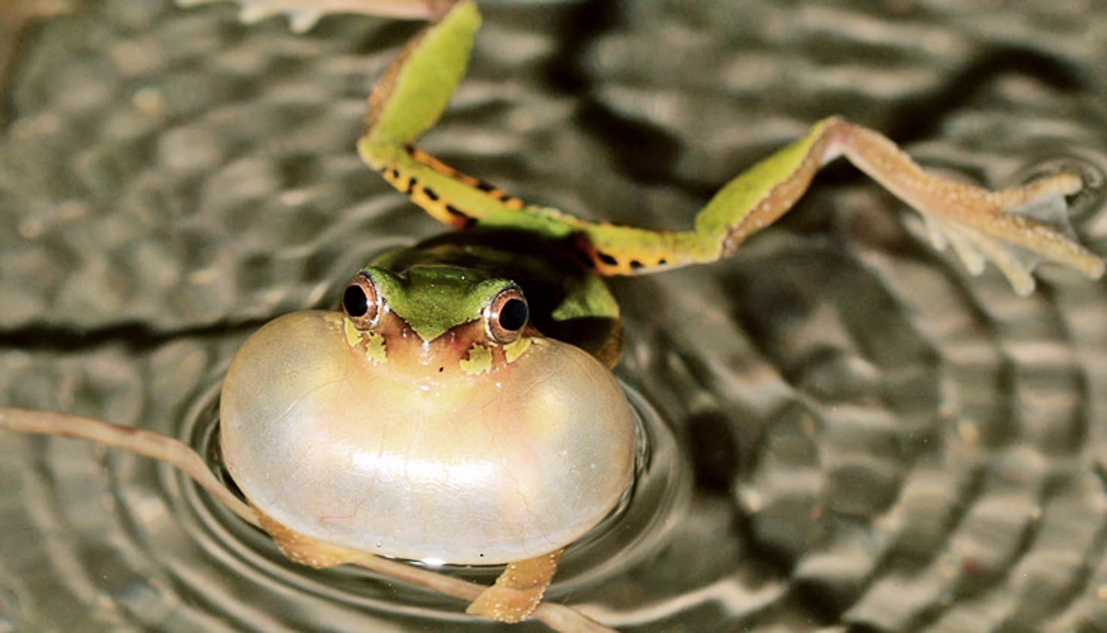 After dinosaur extinction, frogs hopped to it - Futurity