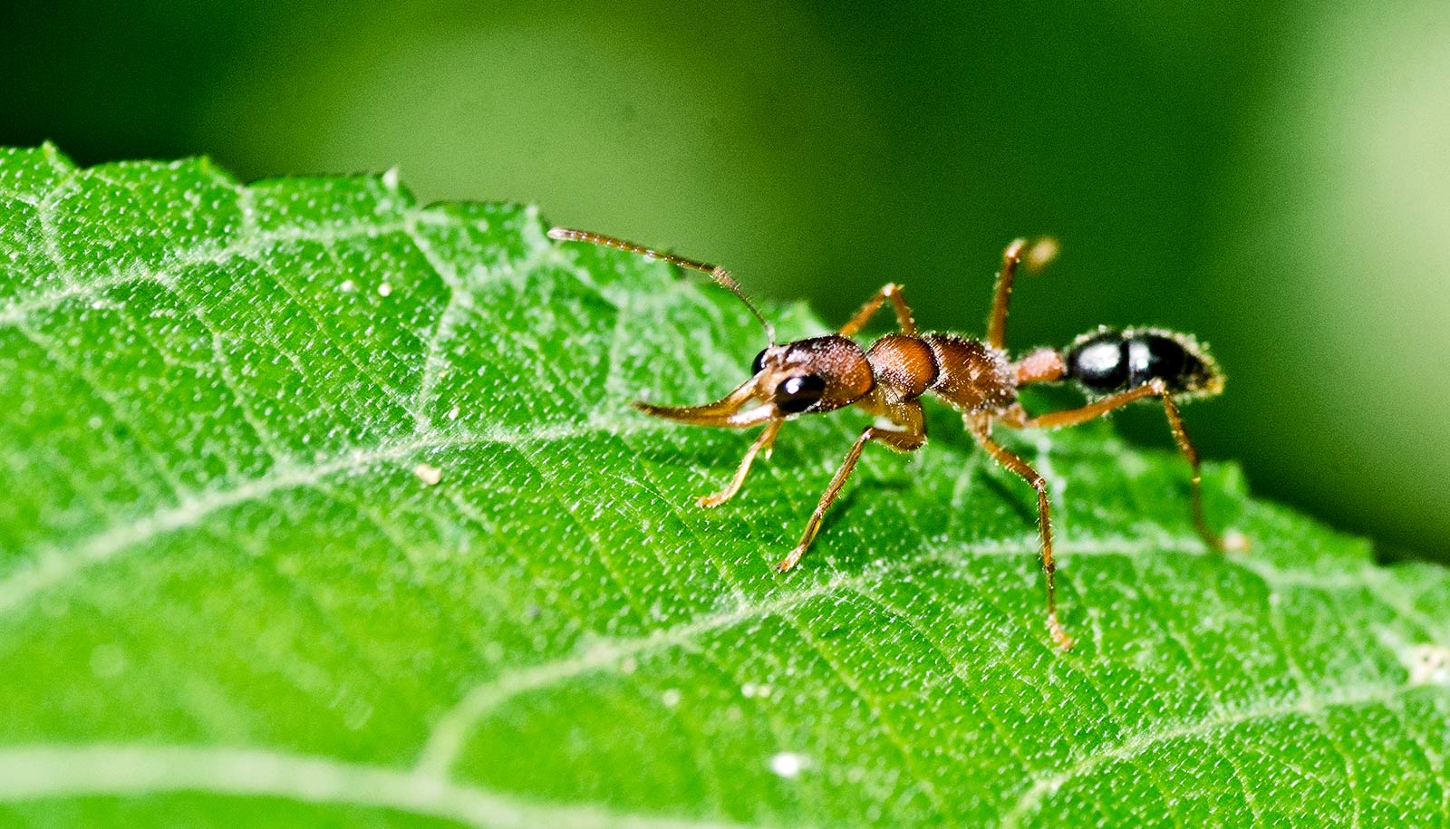 1 protein is key for smell and socializing in ants - Futurity
