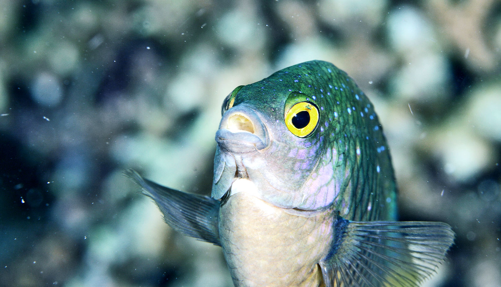 Oil can lead fish to make bad decisions - Futurity