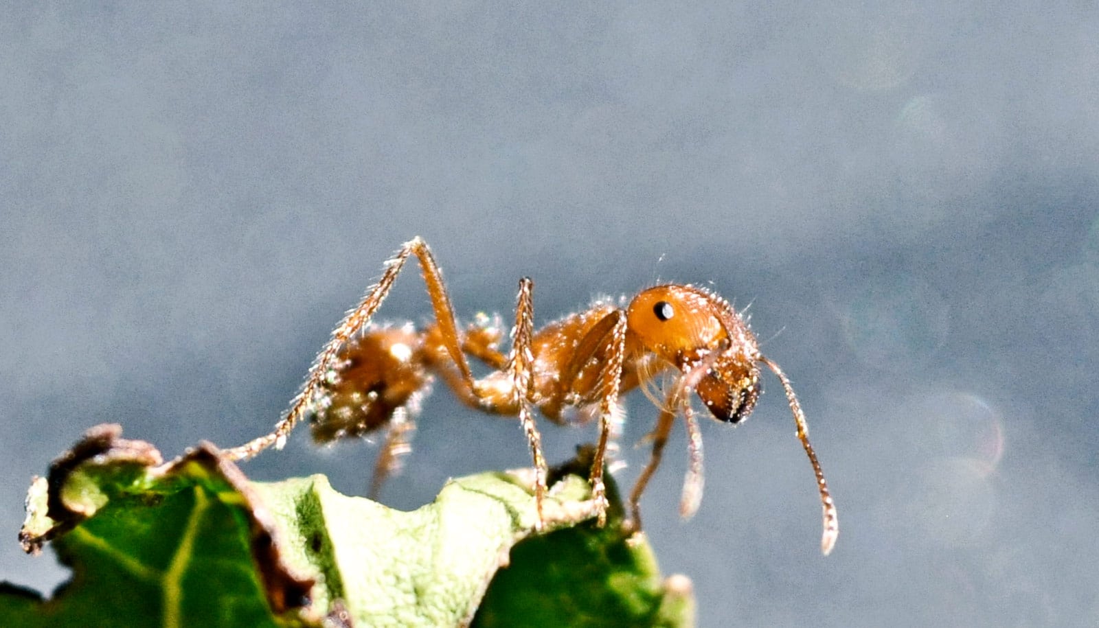 Watch: Fire ants climb each other to build moving tower - Futurity