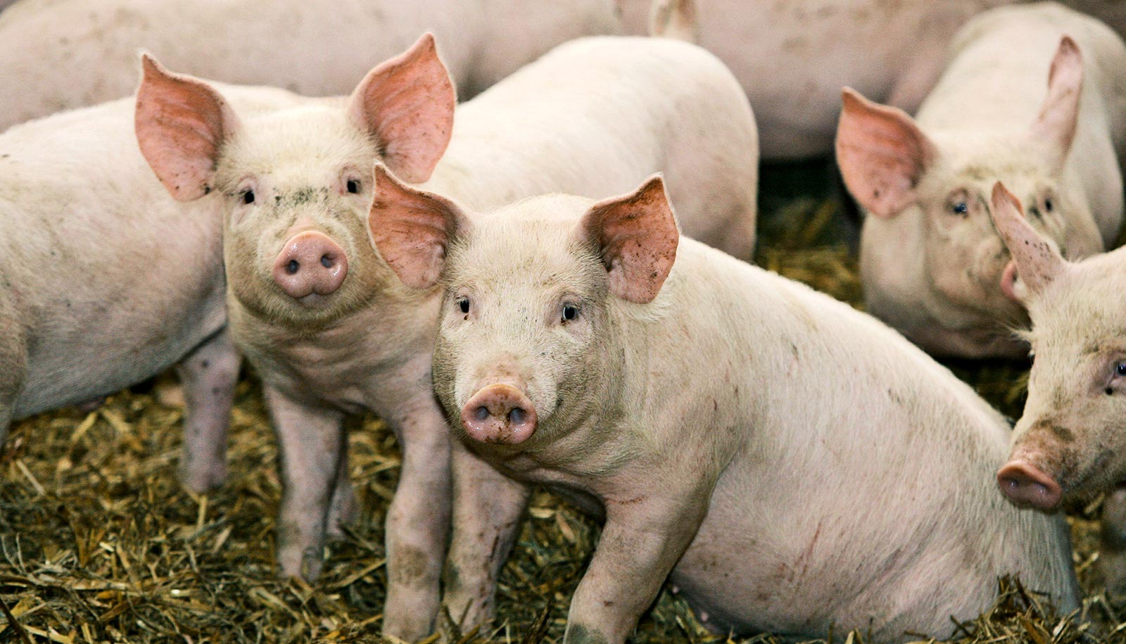 Testing on pigs may cut drug failure rates - Futurity