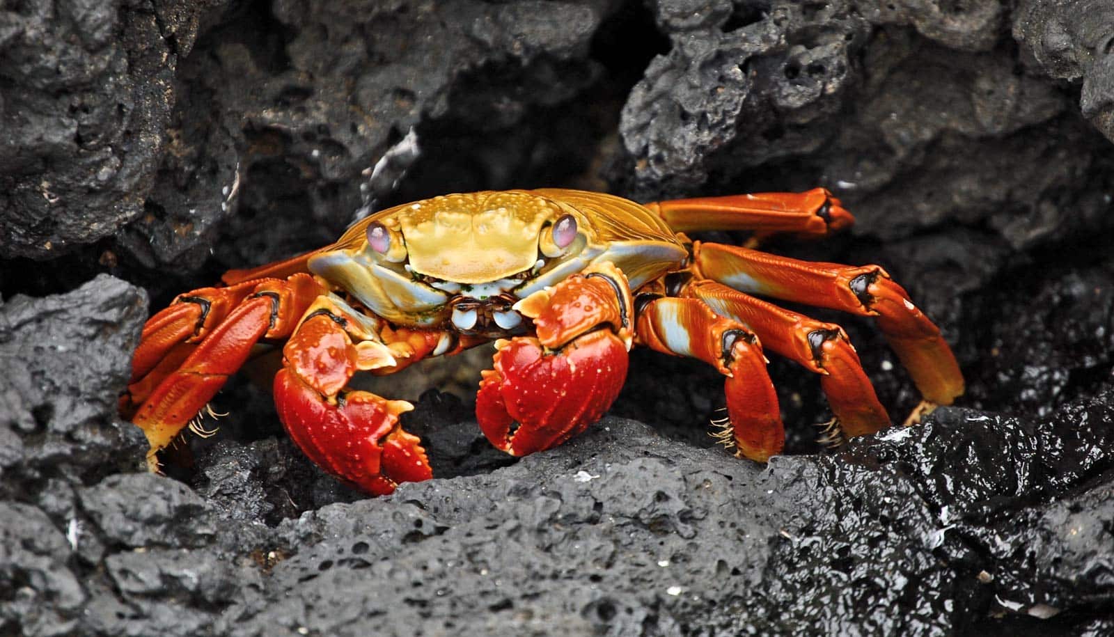 Crustacean Shellfish