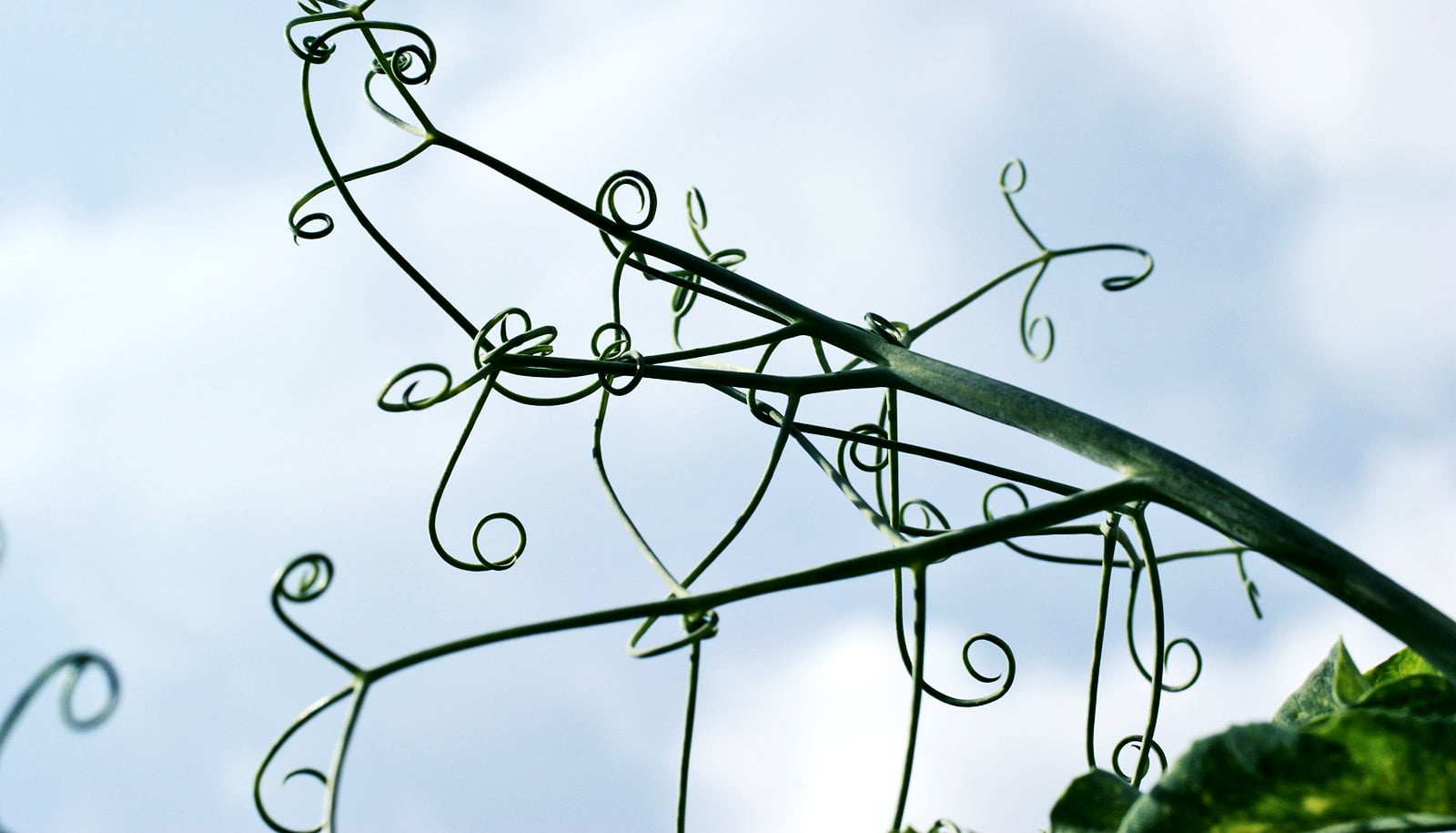 Watch new rescue robot grow and twist like a vine - Futurity