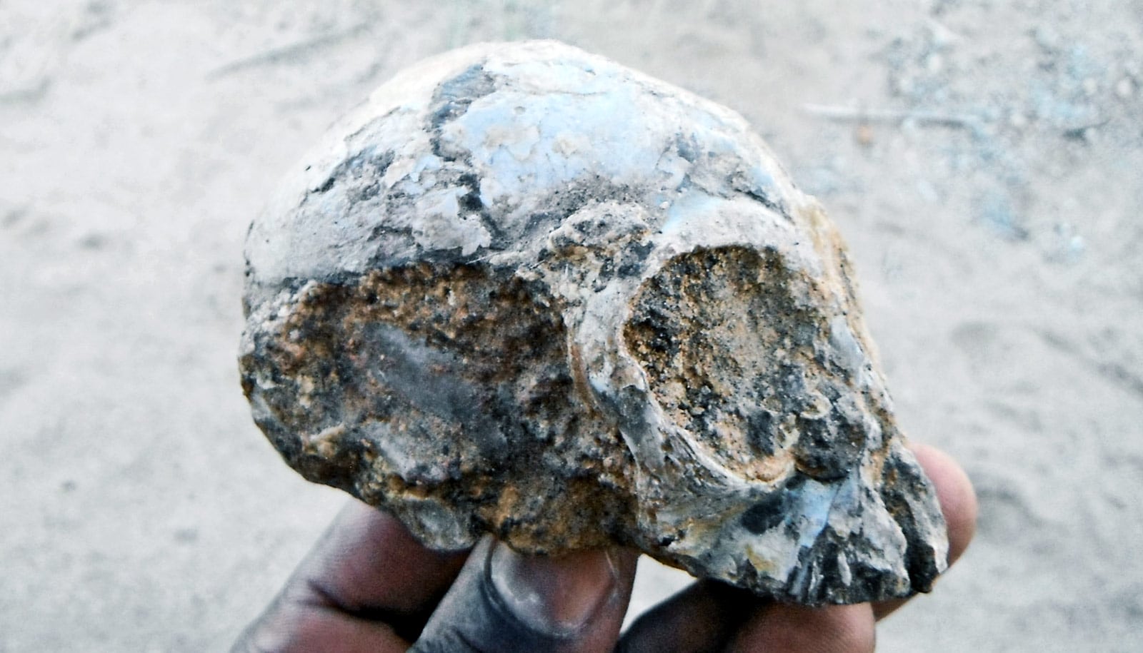Ancient skull fossil hints at our ape ancestry - Futurity