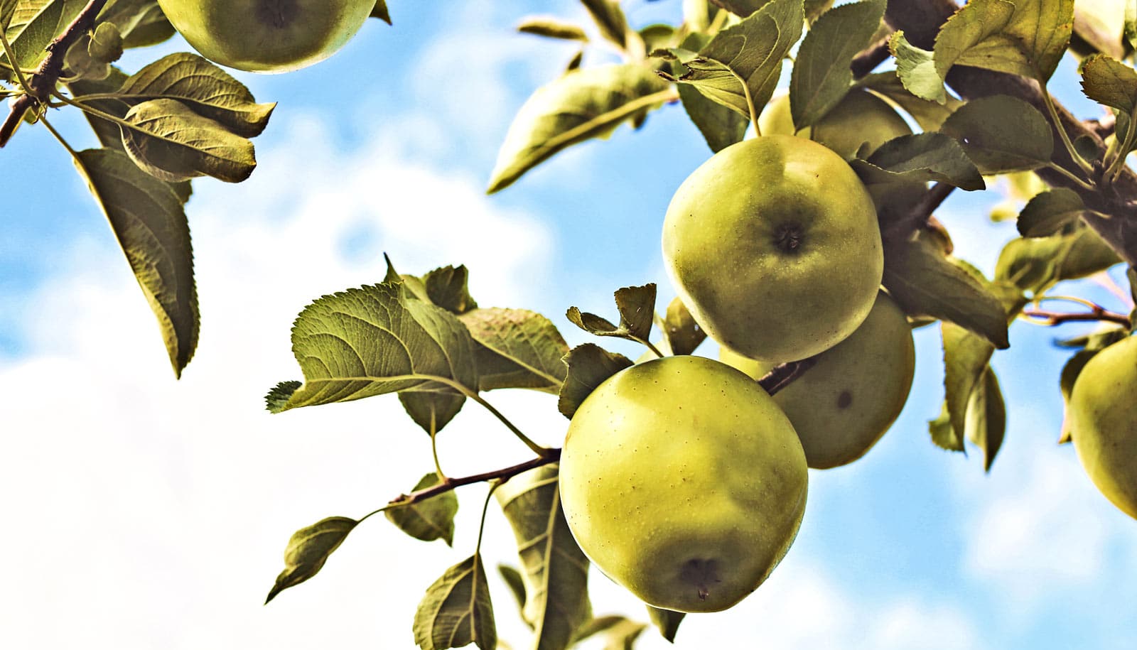 Dropped seeds from Kazakhstan got us modern apples - Futurity