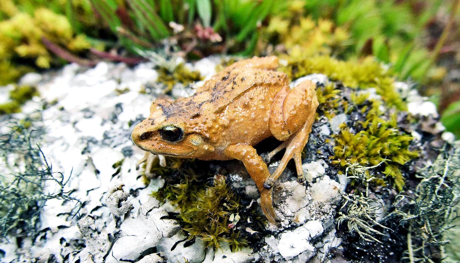 Watch: Scientists find 3 new mini frogs in Peru - Futurity