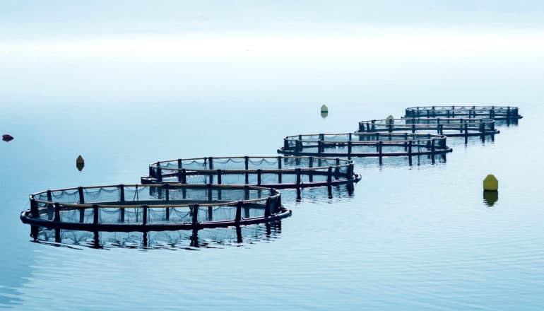ocean-fish-farming_1600 - Futurity