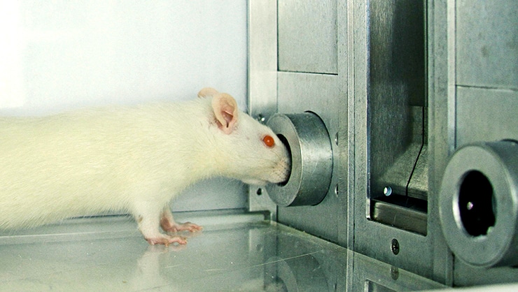 rat-cocaine-study_740 - Futurity