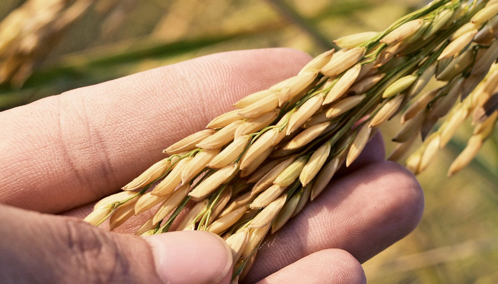 New 'golden rice' offers 3 micronutrients - Futurity