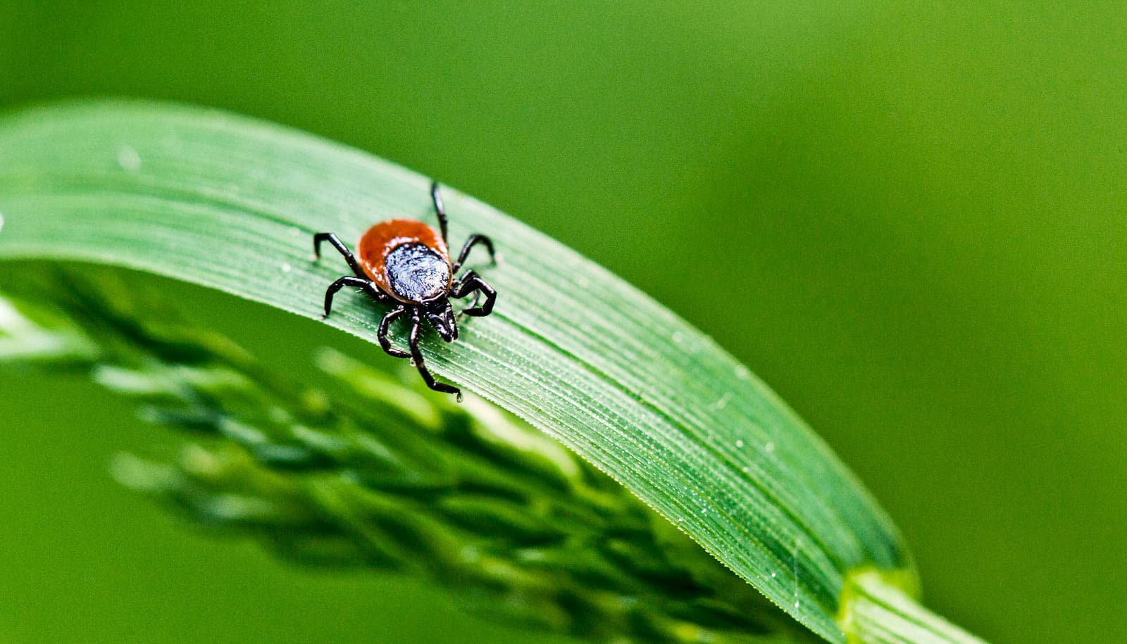 Drug from tick spit may treat HIV-related heart disease - Futurity