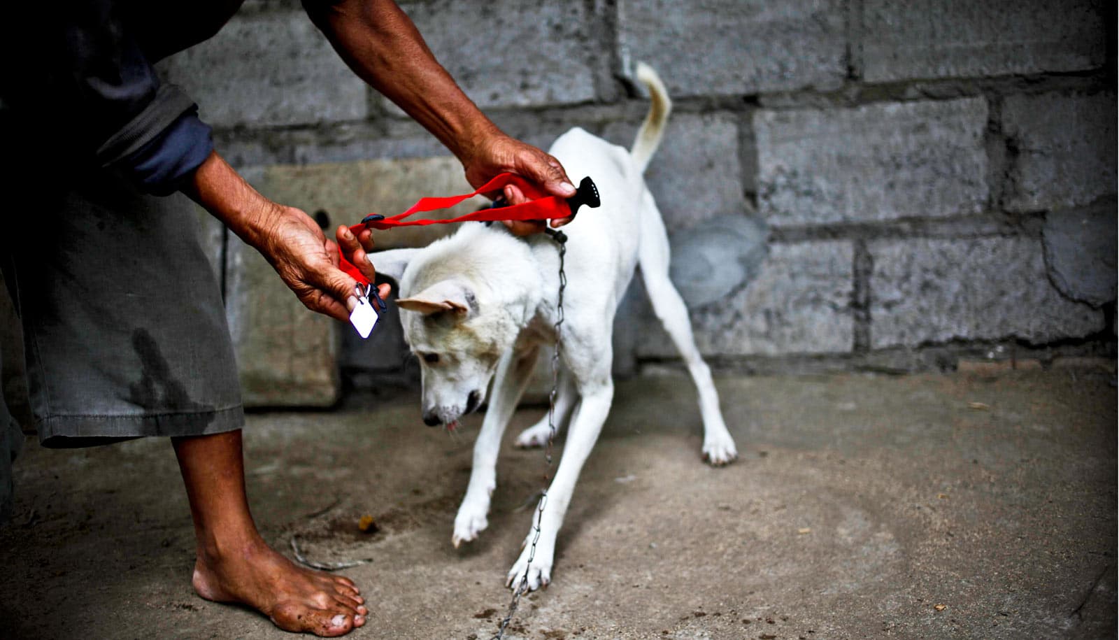 Animal With Rabies Foam
