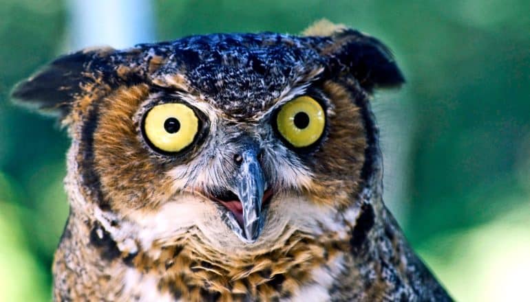 shocked-bird-eyes-wide2_1600 - Futurity