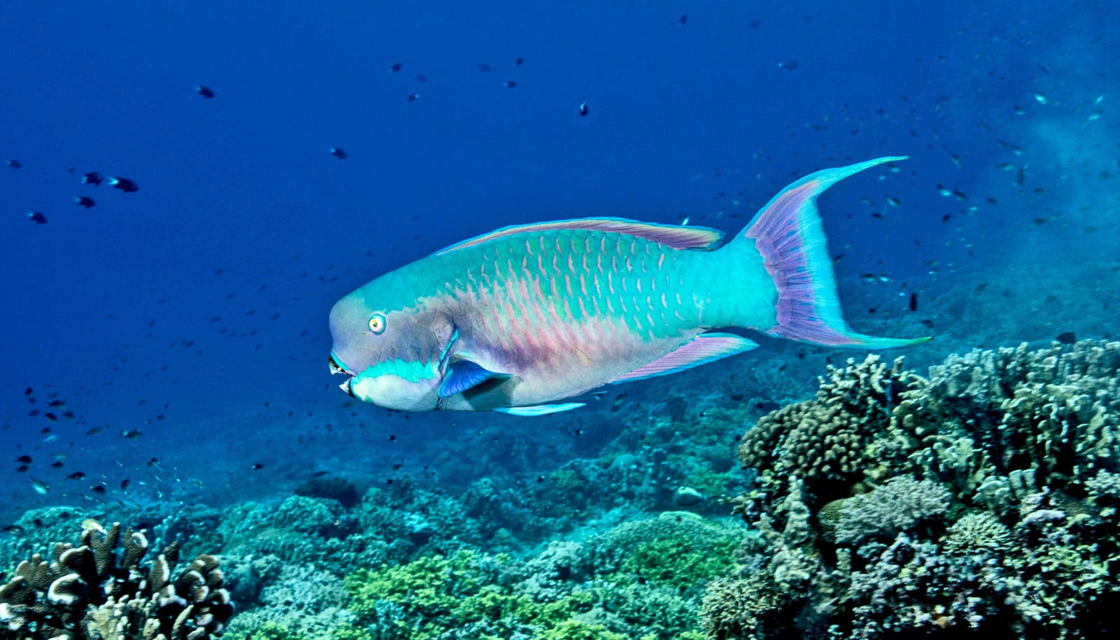 Parrotfish 'farm' by rotating through algae patches - Futurity
