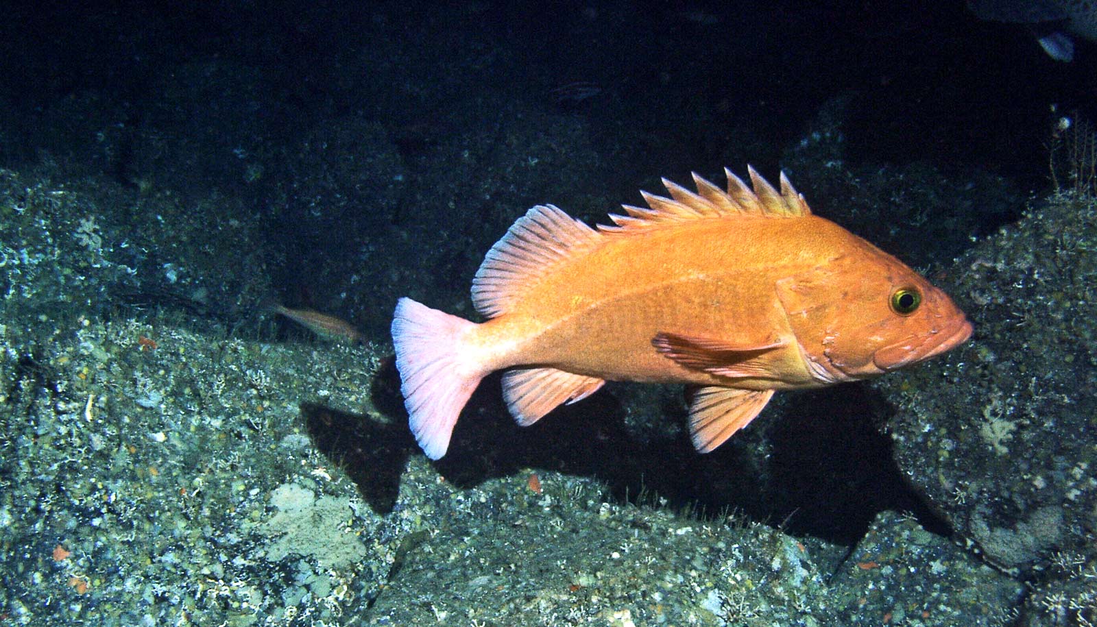 Fishing has caused numbers of old fish to drop - Futurity