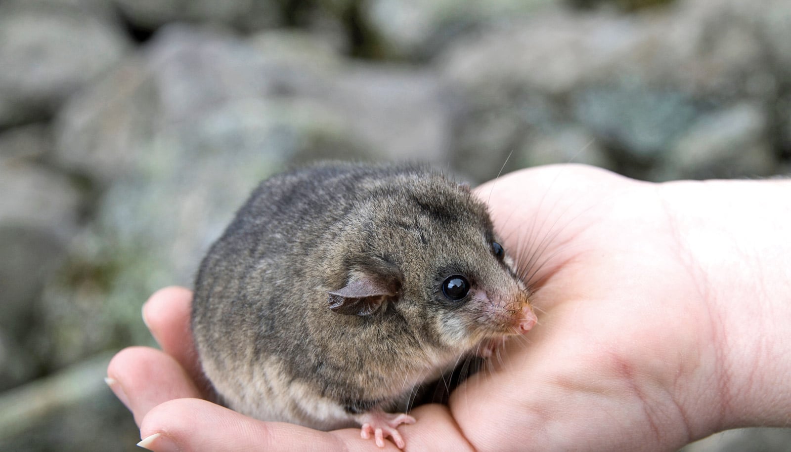 'Genetic rescue' brings cute marsupials back from the brink - Futurity