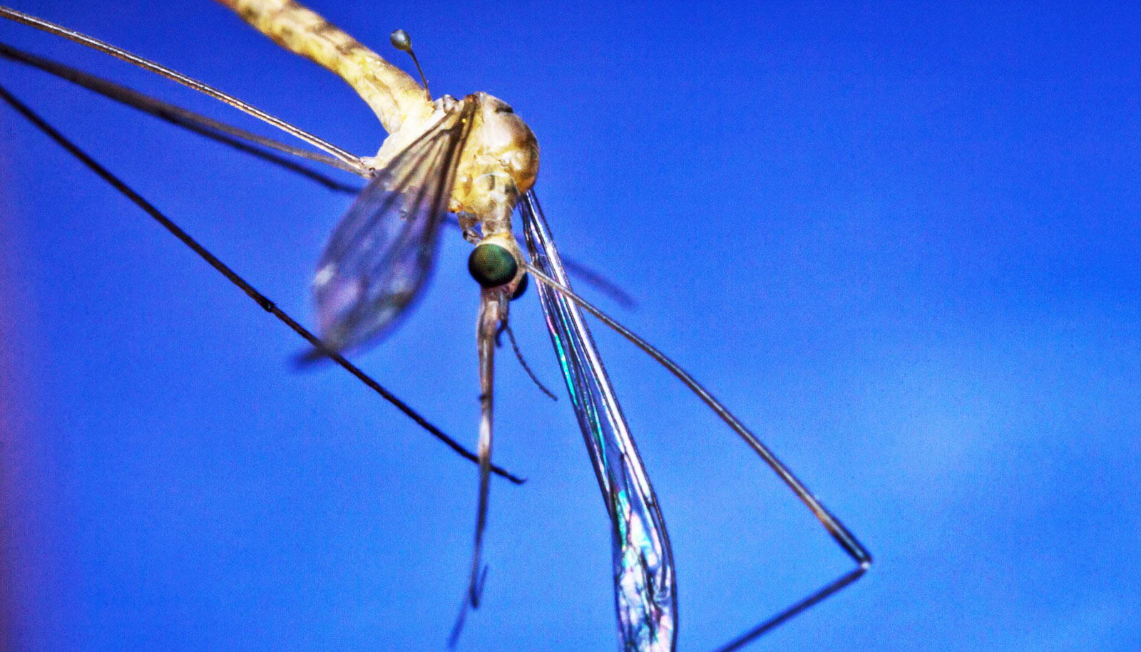 How mosquitoes get away before you can slap them - Futurity