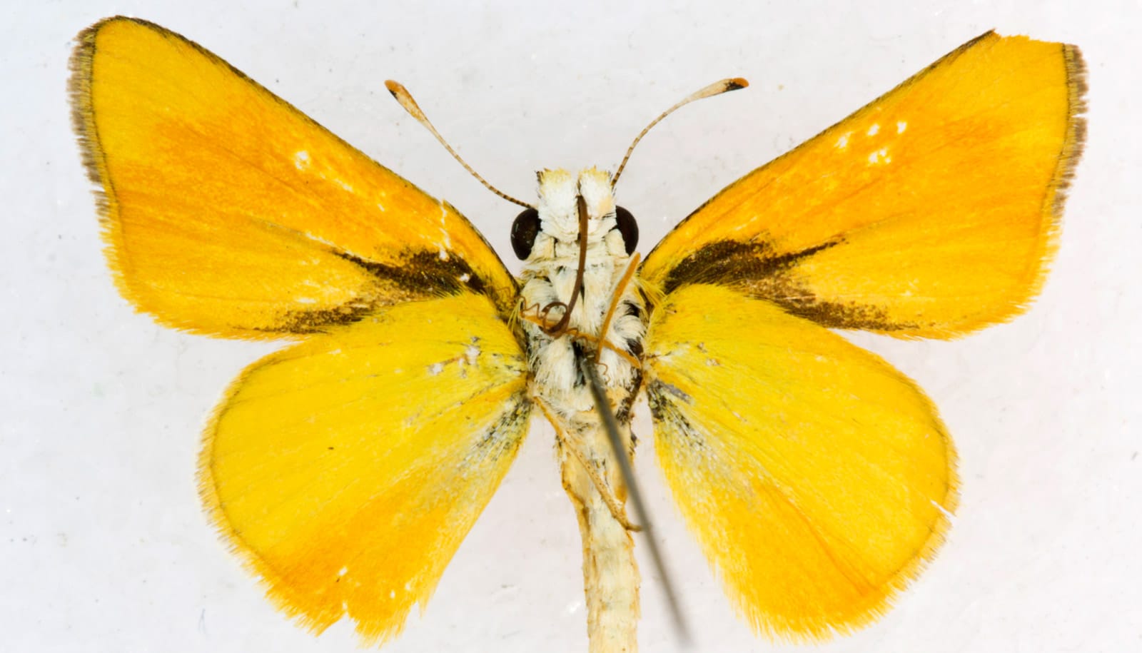 Watch: How museum moths end up on pins - Futurity