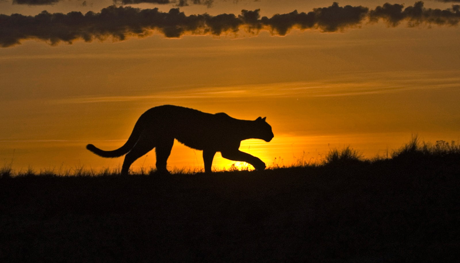 Pumas aren't the loners scientists thought they were - Futurity